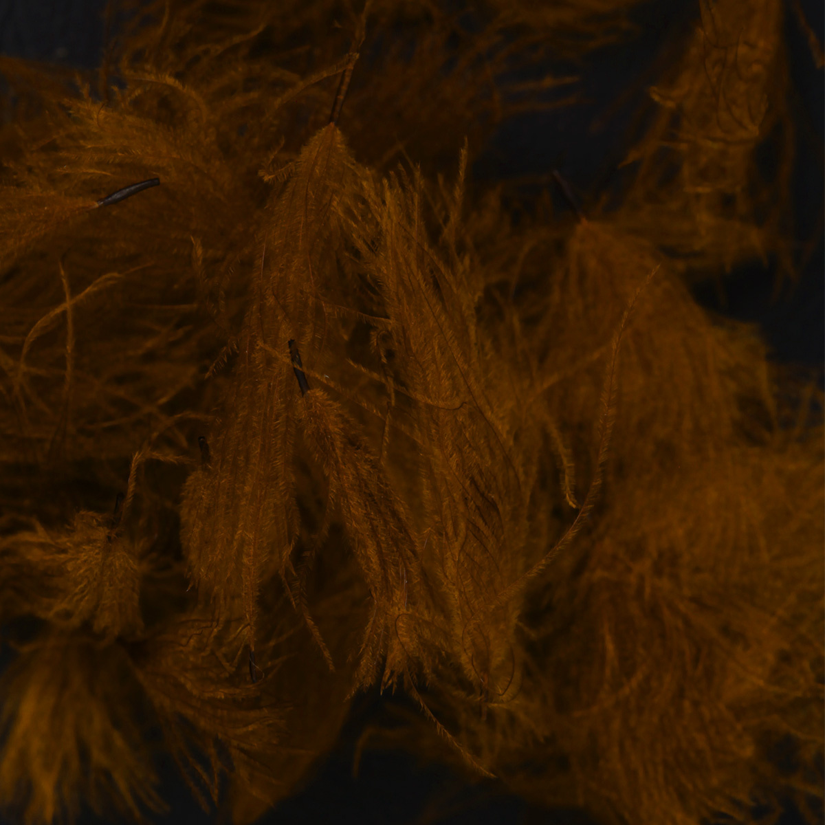 Wapsi CDC Puffs Brown | Fly Tying \ Feathers \ CDC | Taimen