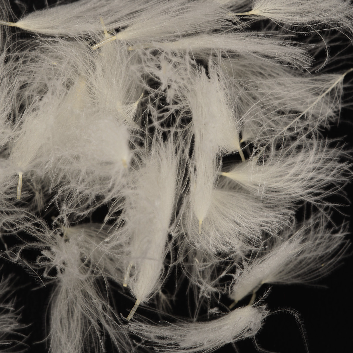 Wapsi CDC Puffs Cahill Cream | Fly Tying \ Feathers \ CDC | Taimen